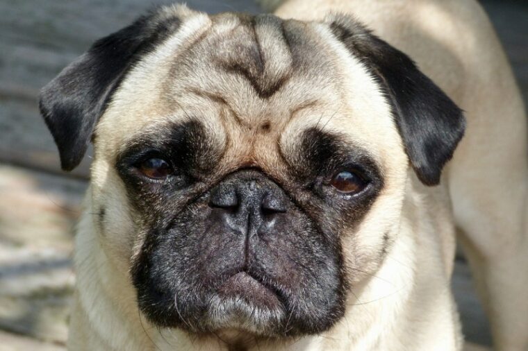 Pug: Dog Breed Info, Pictures, Characteristics & Facts | Hepper Pet ...