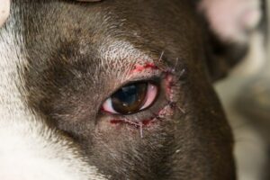 What Is the Cost of Entropion Surgery for Dogs? 2026 Price Update ...