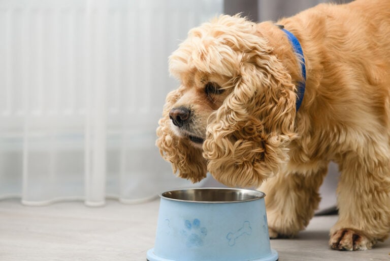 Should I Walk My Dog Before or After He Eats? Vet-Approved ...