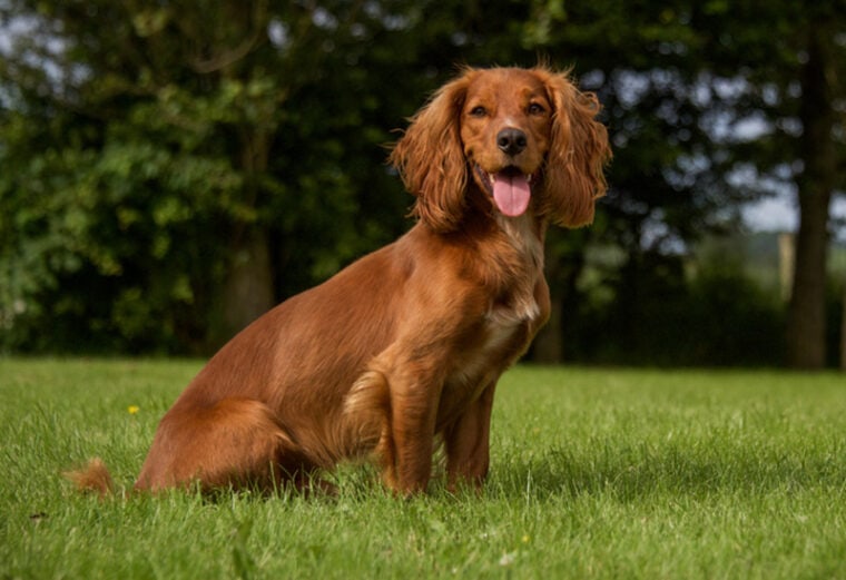 How Long Do Cocker Spaniels Live? Vet Reviewed Lifespan, Data & Care ...