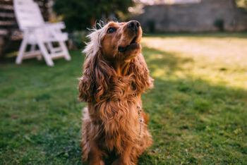 How Long Do Cocker Spaniels Live? Vet Reviewed Lifespan, Data & Care ...