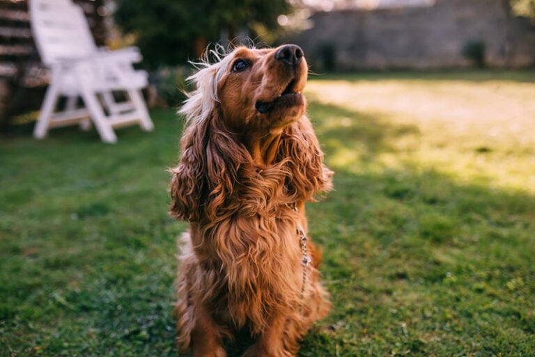 Do Cocker Spaniels Bark a Lot? 6 Possible Reasons & Helpful Tips ...
