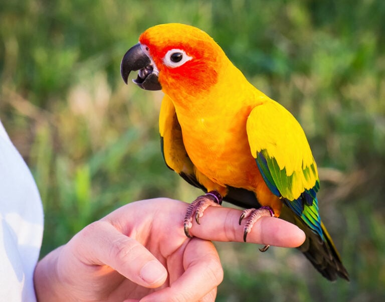 12 Cheapest Pet Birds: The Most Affordable Species (With Info ...