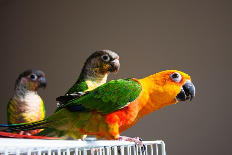 National Pet Bird Day 2025: When Is It & How You Can Celebrate | Hepper ...