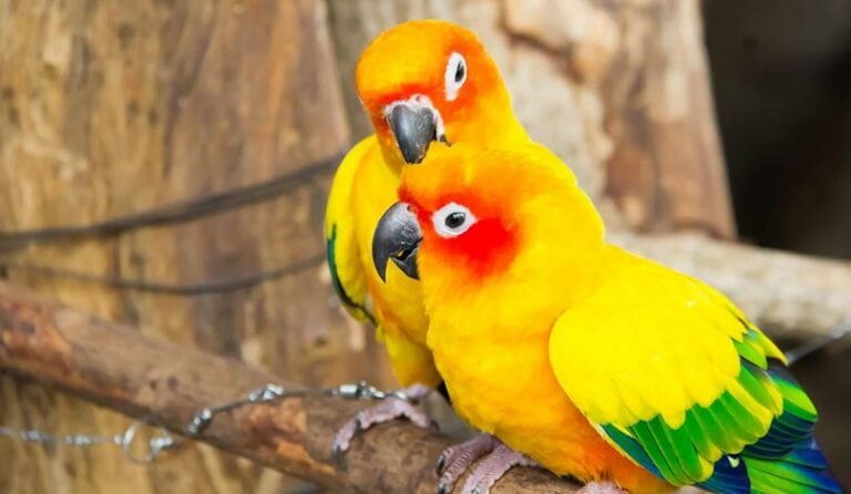 10 Friendliest Pet Birds for Loving Pet Parents (With Pictures ...