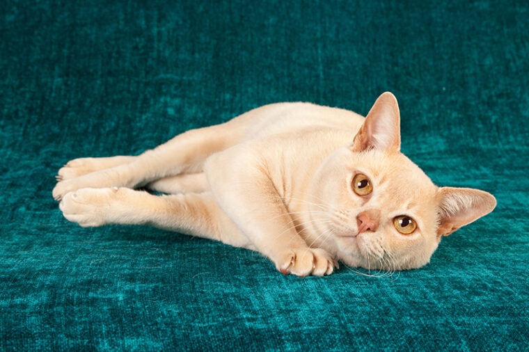 10 Beautiful Burmese Cat Colors: Rarity & Cost (With Pictures) | Hepper ...