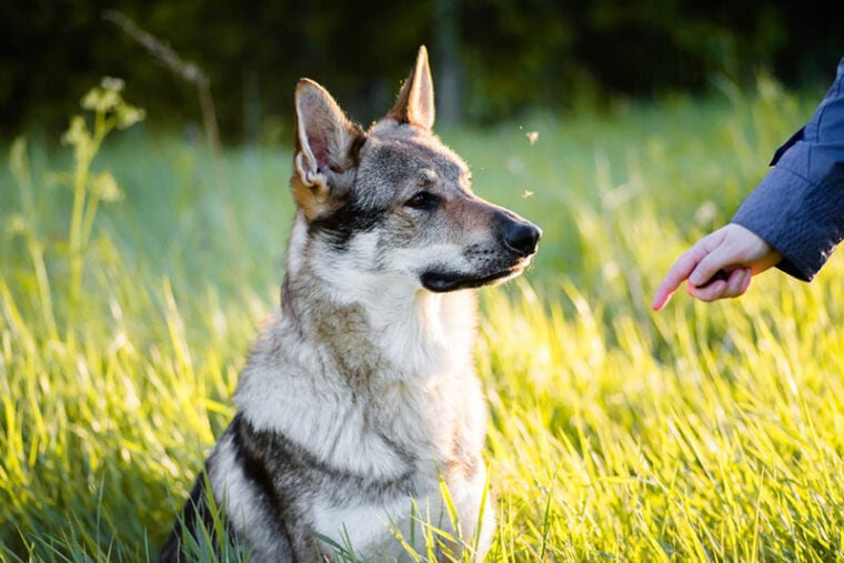 Wolf Dog Training: Expert Tips & Advice | Hepper Pet Resources