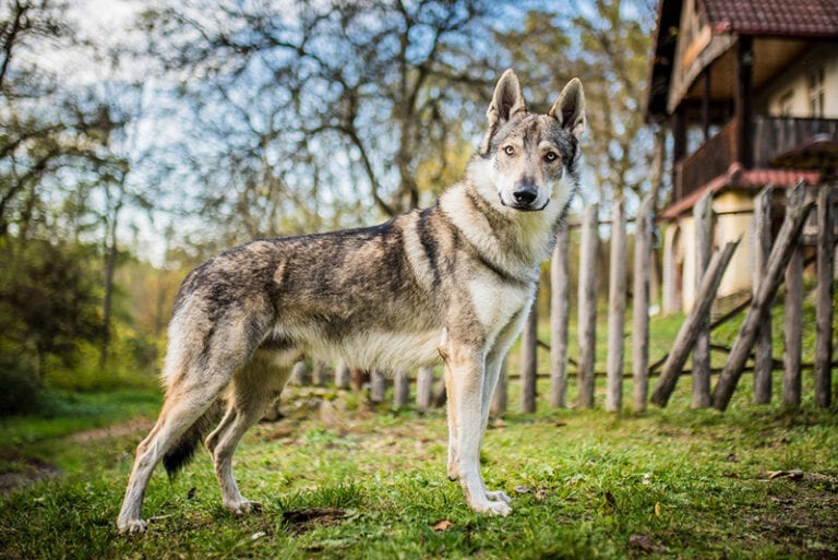 Wolf Dog Training: Expert Tips & Advice | Hepper Pet Resources