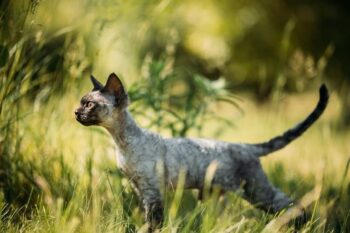 10 Beautiful Devon Rex Colors (With Pictures) | Hepper Pet Resources