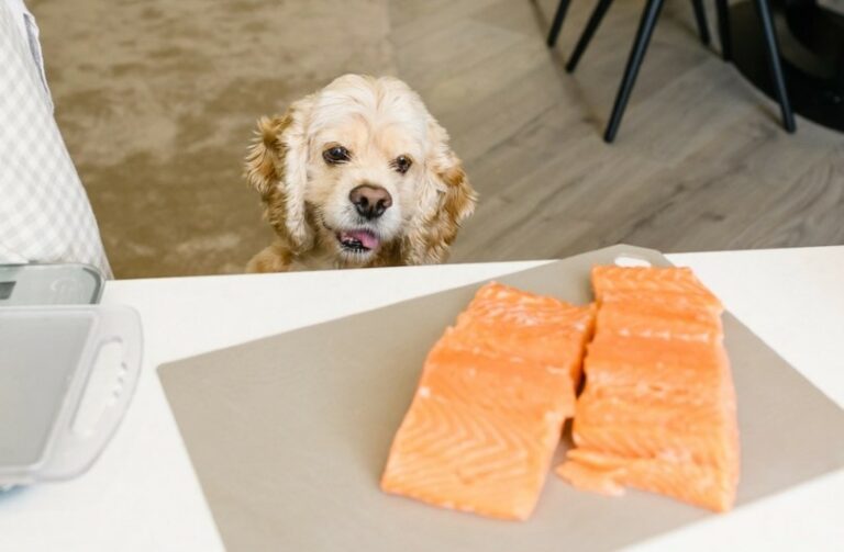 9 Foods High In Magnesium For Dogs: Vet Reviewed Benefits Explained ...