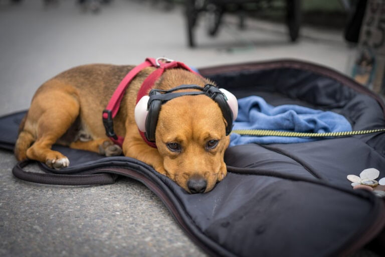 7 Best Dog Ear Muffs to Protect Your Pet: 2026 Reviews & Top Picks ...
