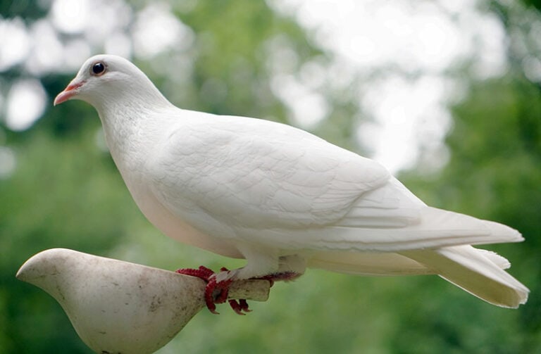 8 White Pet Bird Species (With Info & Pictures) | Hepper Pet Resources