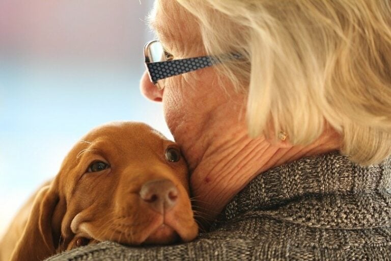 10 Common Vizsla Health Issues to Watch Out For (Vet Answer) | Hepper Pet Resources