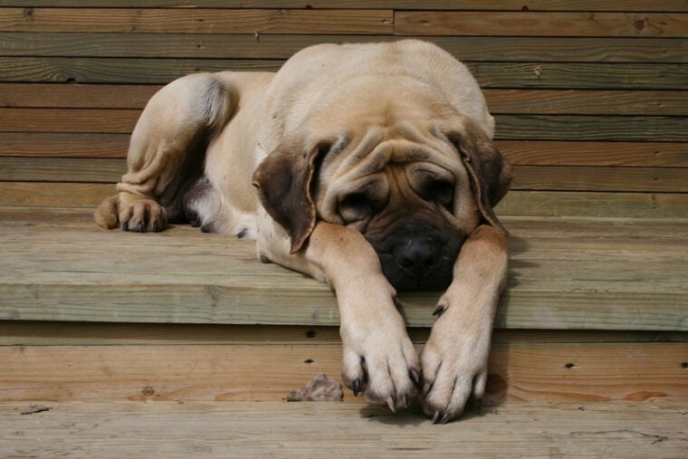 10 Incredible English Mastiff Facts That You’ll Love to Learn | Hepper ...