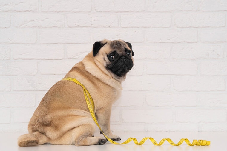 How to Help a Pug Lose Weight: 7 Vet Approved Tips | Hepper Pet Resources