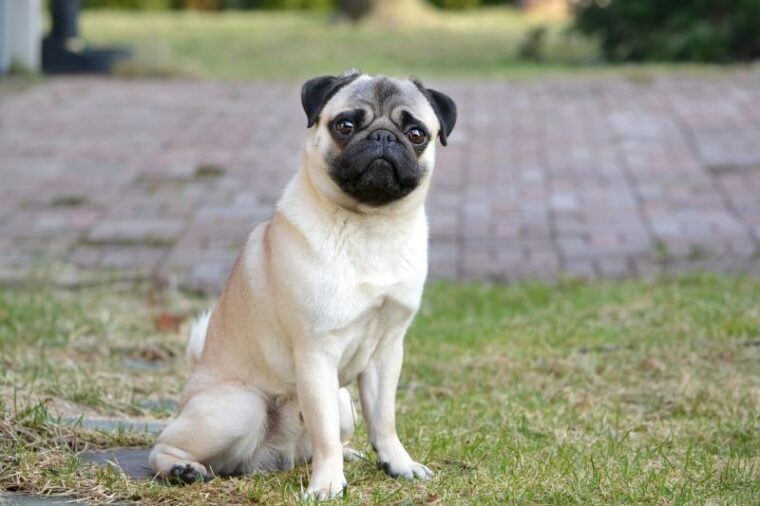 Fawn Pug: Pictures, Facts, Origin & History | Hepper Pet Resources