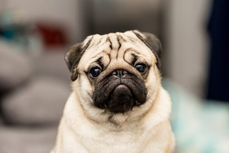 18 Great Dog Breeds for Emotional Support (With Info & Pictures ...