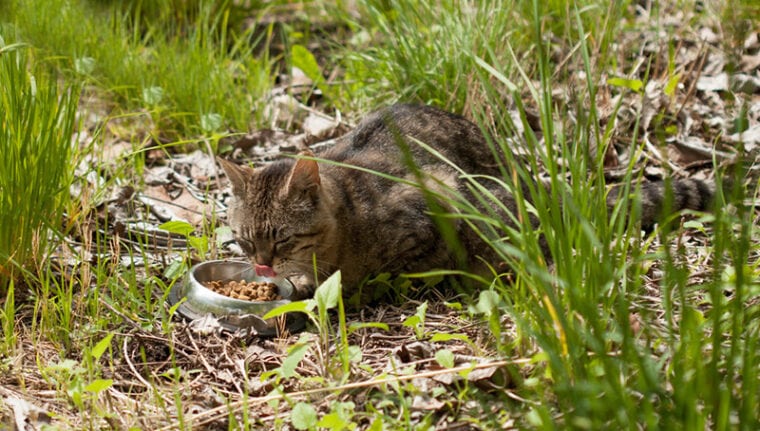 Can Feral Cats Become House Pets? Vet-Reviewed Info & Considerations ...