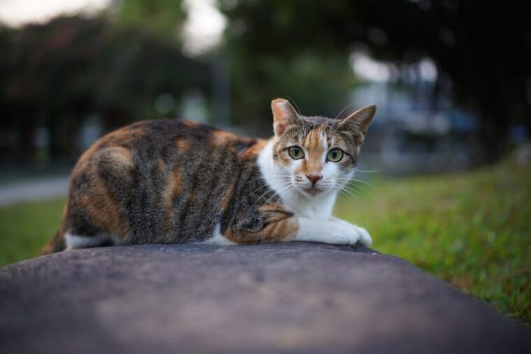 National Feral Cat Day 2026: When & How You Can Celebrate | Hepper Pet ...