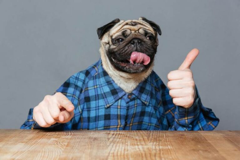 50 Hilarious Dog Jokes: Wholesome Fun for Everyone | Hepper Pet Resources
