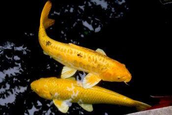 Gold Koi Fish (Yamabuki Ogon Koi): Info, Pics, Origin & Facts | Hepper ...