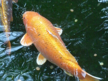 Gold Koi Fish (Yamabuki Ogon Koi): Info, Pics, Origin & Facts | Hepper ...
