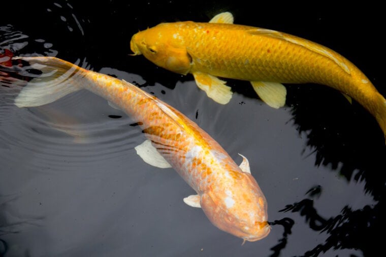 Gold Koi Fish (Yamabuki Ogon Koi): Info, Pics, Origin & Facts | Hepper ...