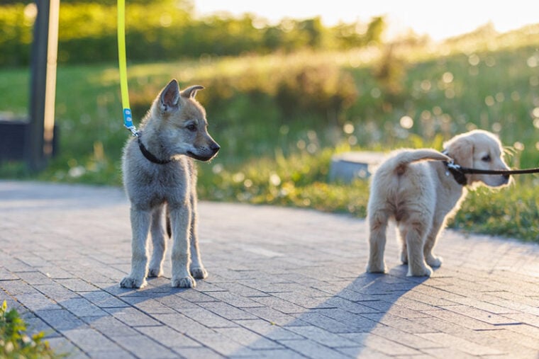 Wolf Dog Training: Expert Tips & Advice | Hepper Pet Resources