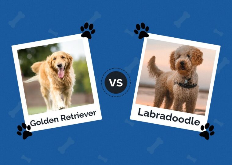 Block Head Golden Retriever | Dog Breed Info: Pictures, | Hepper Pet ...