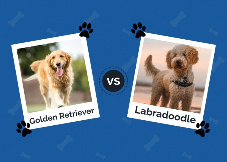 Block Head Golden Retriever | Dog Breed Info: Pictures, | Hepper Pet ...