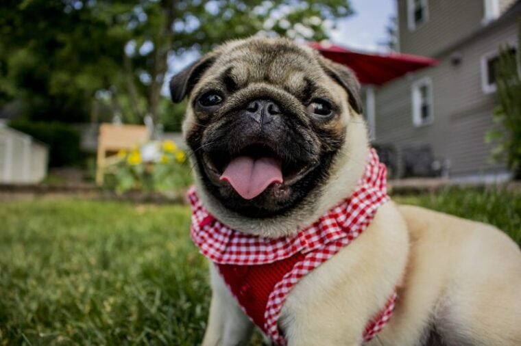 Fawn Pug: Pictures, Facts, Origin & History | Hepper Pet Resources