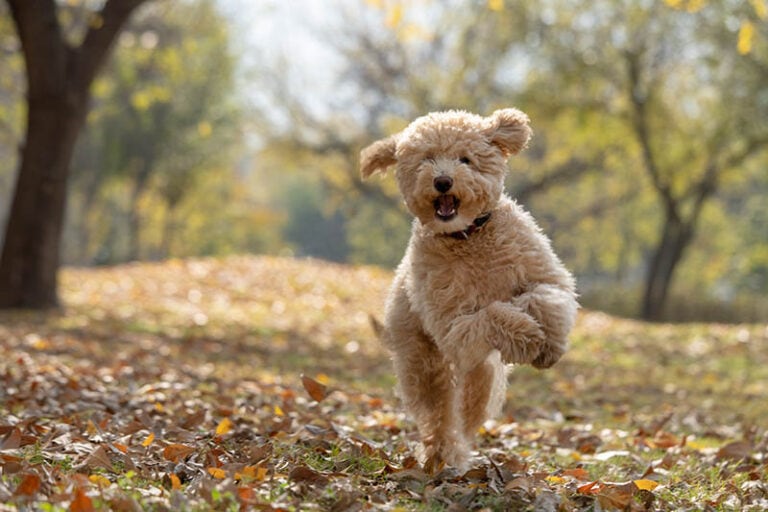 11 Beautiful Mini Goldendoodle Colors (with Pictures) | Hepper Pet ...