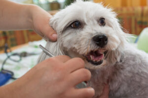 How to Groom a Havanese (8 Expert Tips & Tricks) | Hepper Pet Resources