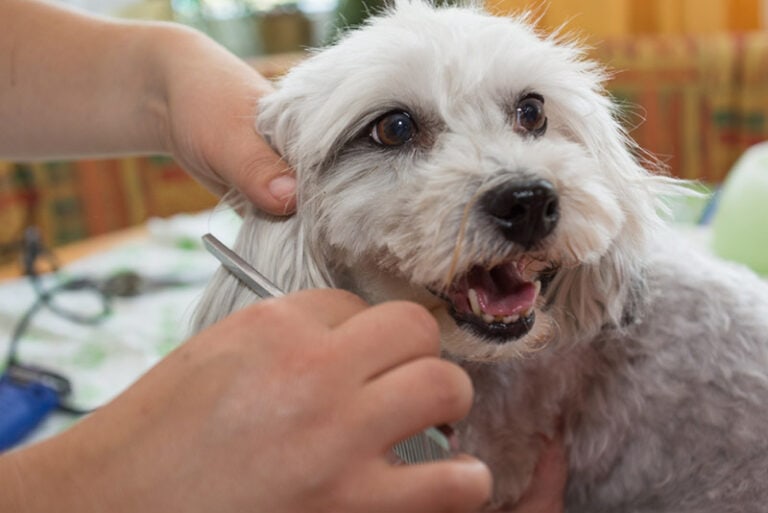 How to Groom a Havanese (8 Expert Tips & Tricks) | Hepper Pet Resources