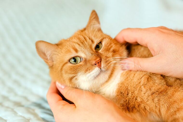 Why Do Cats Like Their Cheeks Scratched? 6 Possible Reasons | Hepper ...