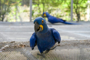 Hyacinth Macaw Bird Species: Info, Pictures, Care Guide & More | Hepper ...