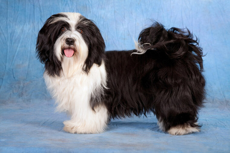27 Different Havanese Colors (With Pictures) | Hepper Pet Resources