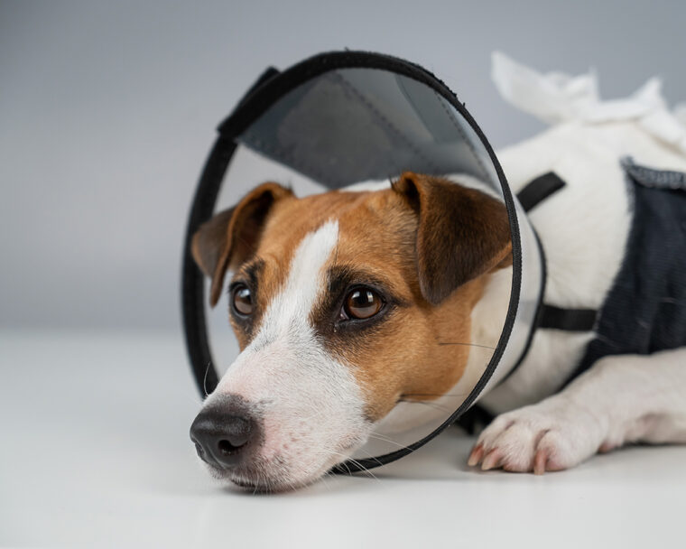 How Long Does It Take a Dog to Recover From Being Neutered? Vet ...