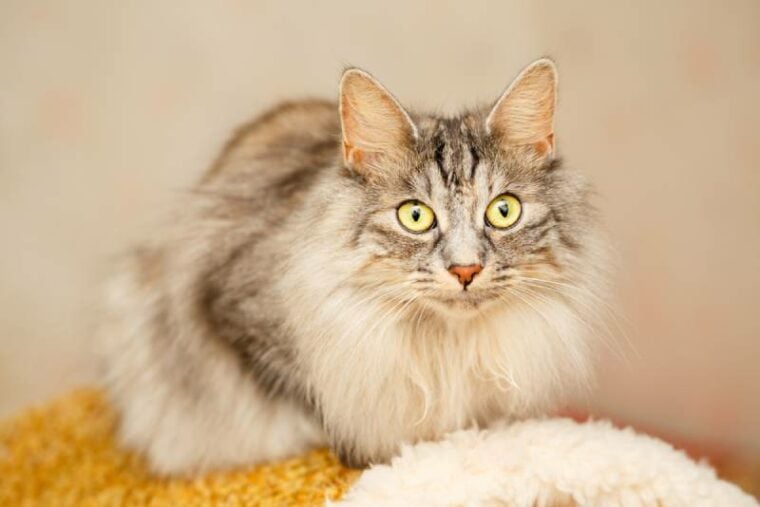 15 Blonde Cat Breeds (With Info & Pictures) | Hepper Pet Resources