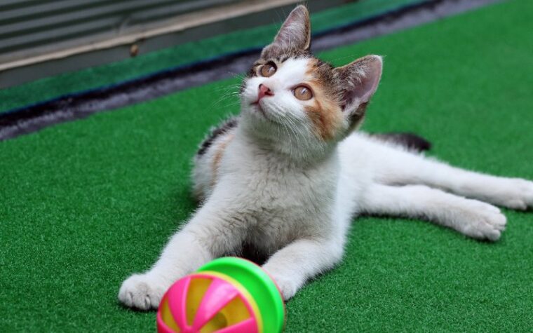 15 Signs a Stray or Feral Cat Likes You: Understanding Cat Behavior ...