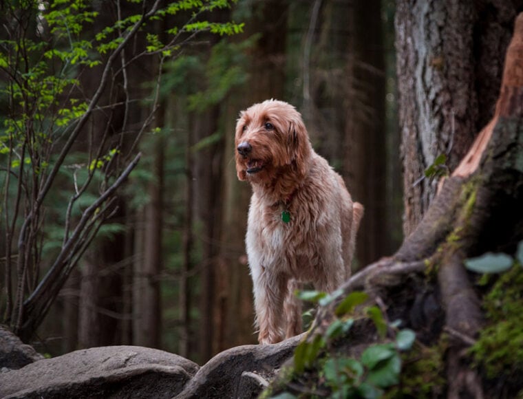 How Big Do Labradoodles Get? Average Growth & Weight Chart | Hepper Pet ...