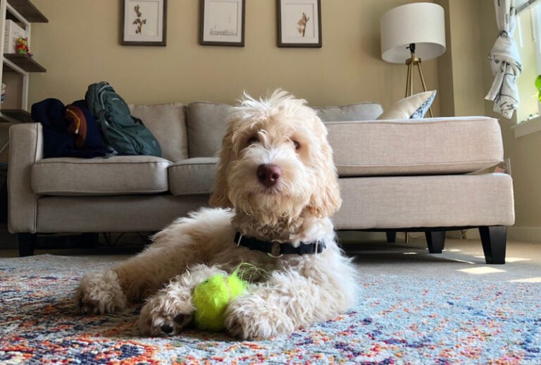 15 Labradoodle Pros & Cons: What to Know Before You Bring One Home ...