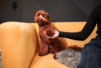 7 Common Labradoodle Health Issues to Watch Out For (Vet Answer ...