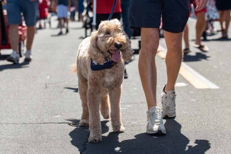 How To Train a Labradoodle: 15 Vet Reviewed Tips | Hepper Pet Resources
