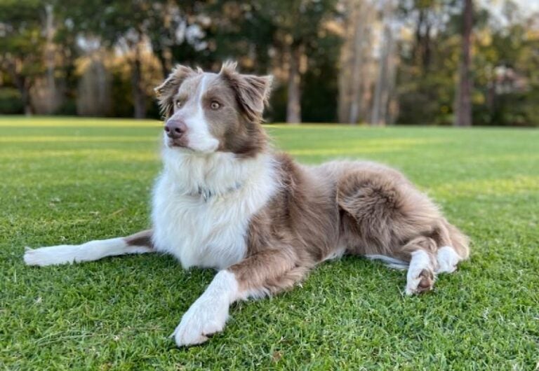 Epilepsy In Border Collies: Signs, Causes & Care (Vet Answer) | Hepper ...