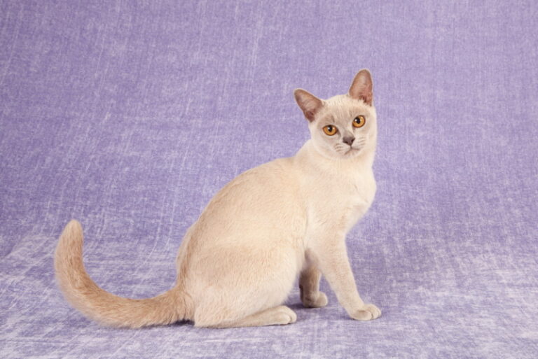 Are Brown Cats Rare? Vet-Reviewed Feline Color Genetics Facts | Hepper ...