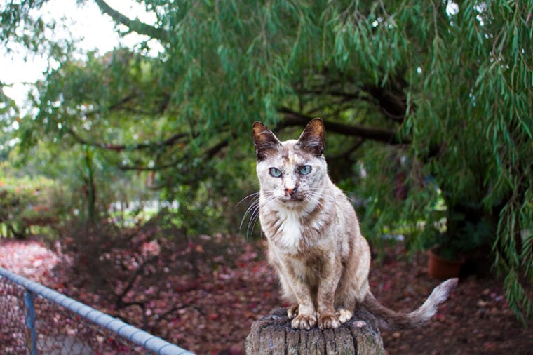 10 Beautiful Burmese Cat Colors: Rarity & Cost (With Pictures) | Hepper ...