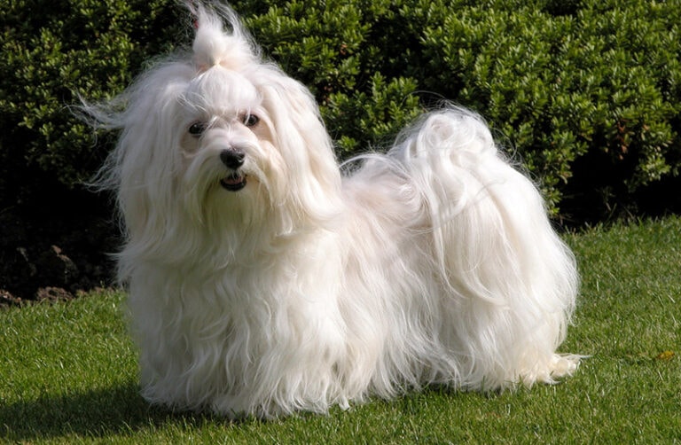 27 Different Havanese Colors (With Pictures) | Hepper Pet Resources
