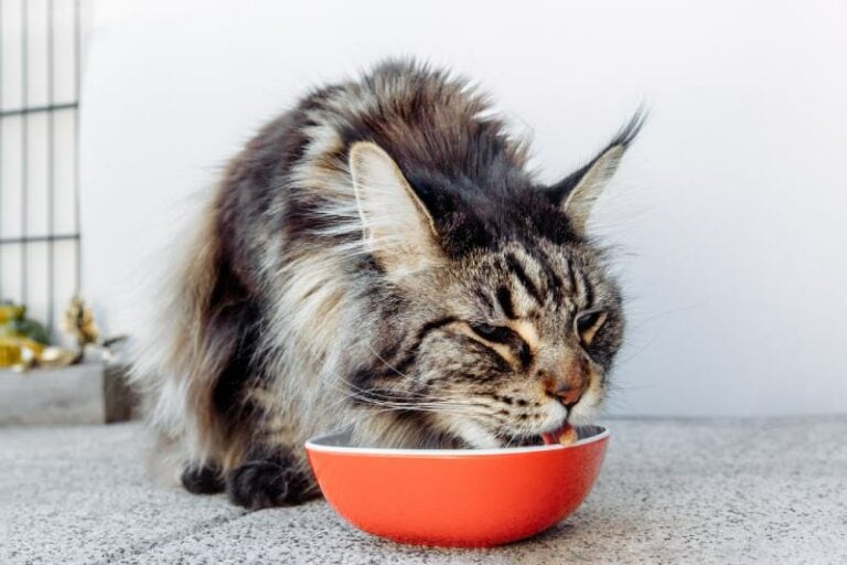 7 Surprising Facts About Tabby Cats: Vet-Reviewed Genetics, Traits ...