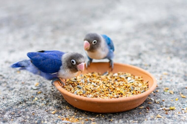 10 Blue Pet Birds & Parrot Species You Can Bring Home (With Info ...